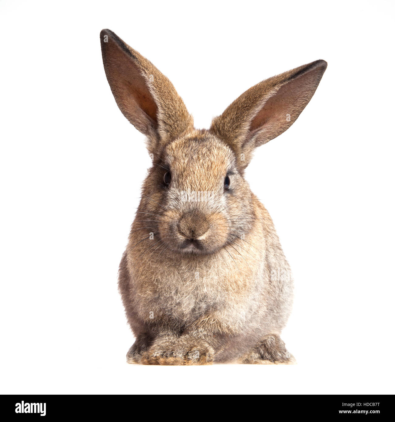 Bunny rabbit on the white background Stock Photo - Alamy