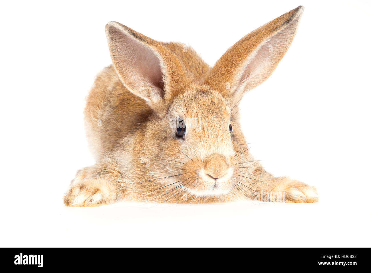 Bunny rabbit on the white background Stock Photo - Alamy