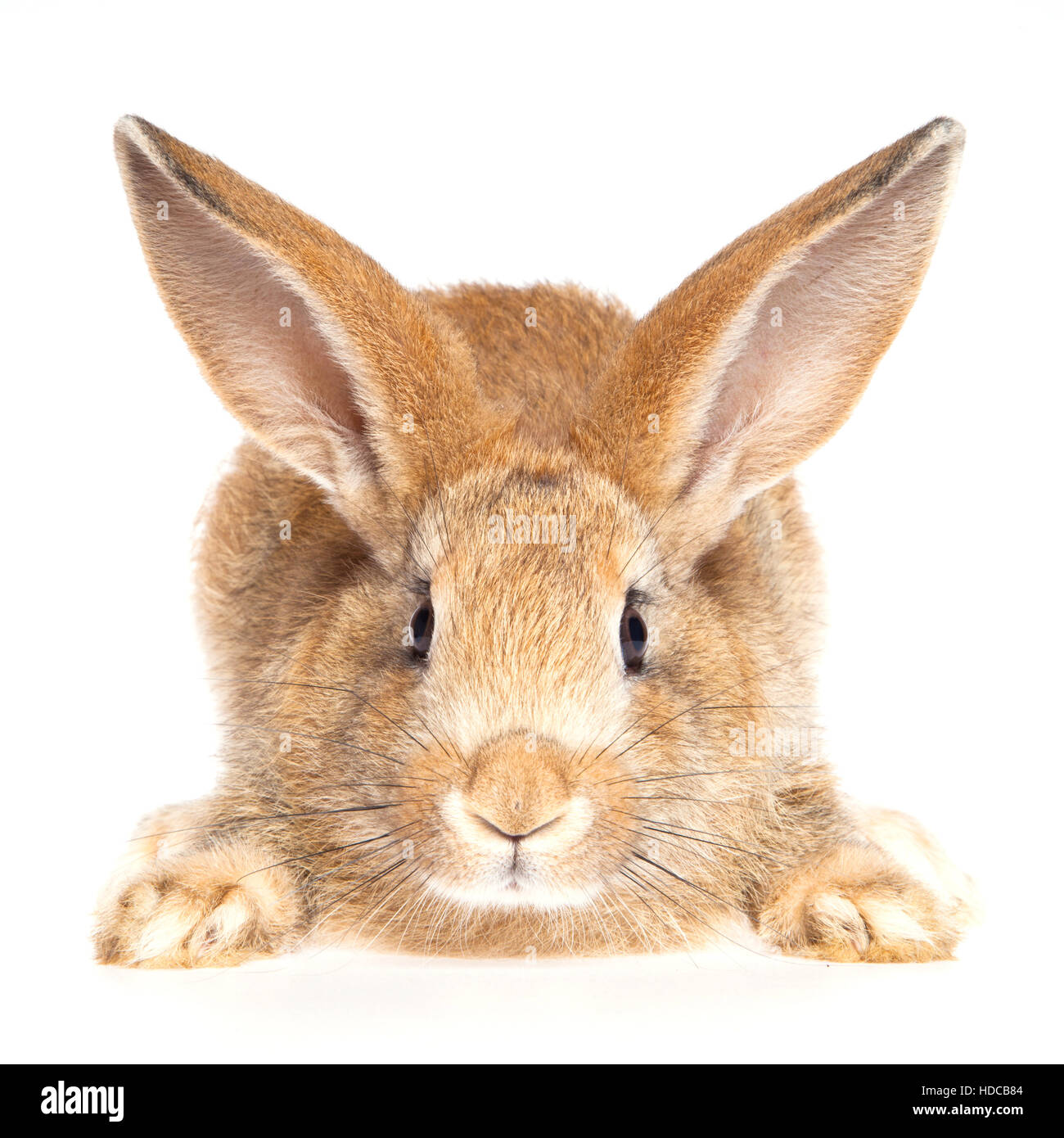 Bunny rabbit on the white background Stock Photo - Alamy