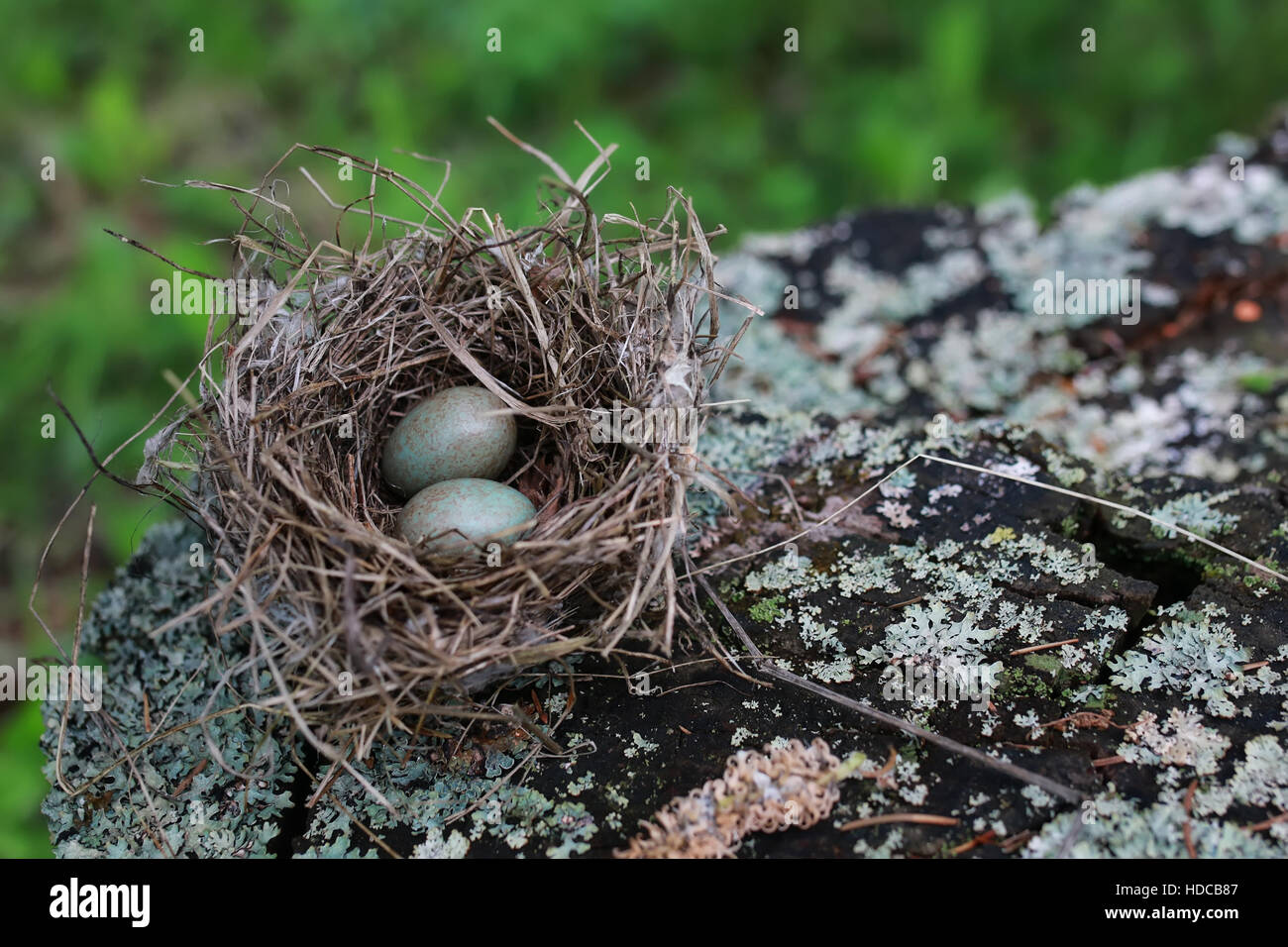 bird nest in nature Stock Photo - Alamy