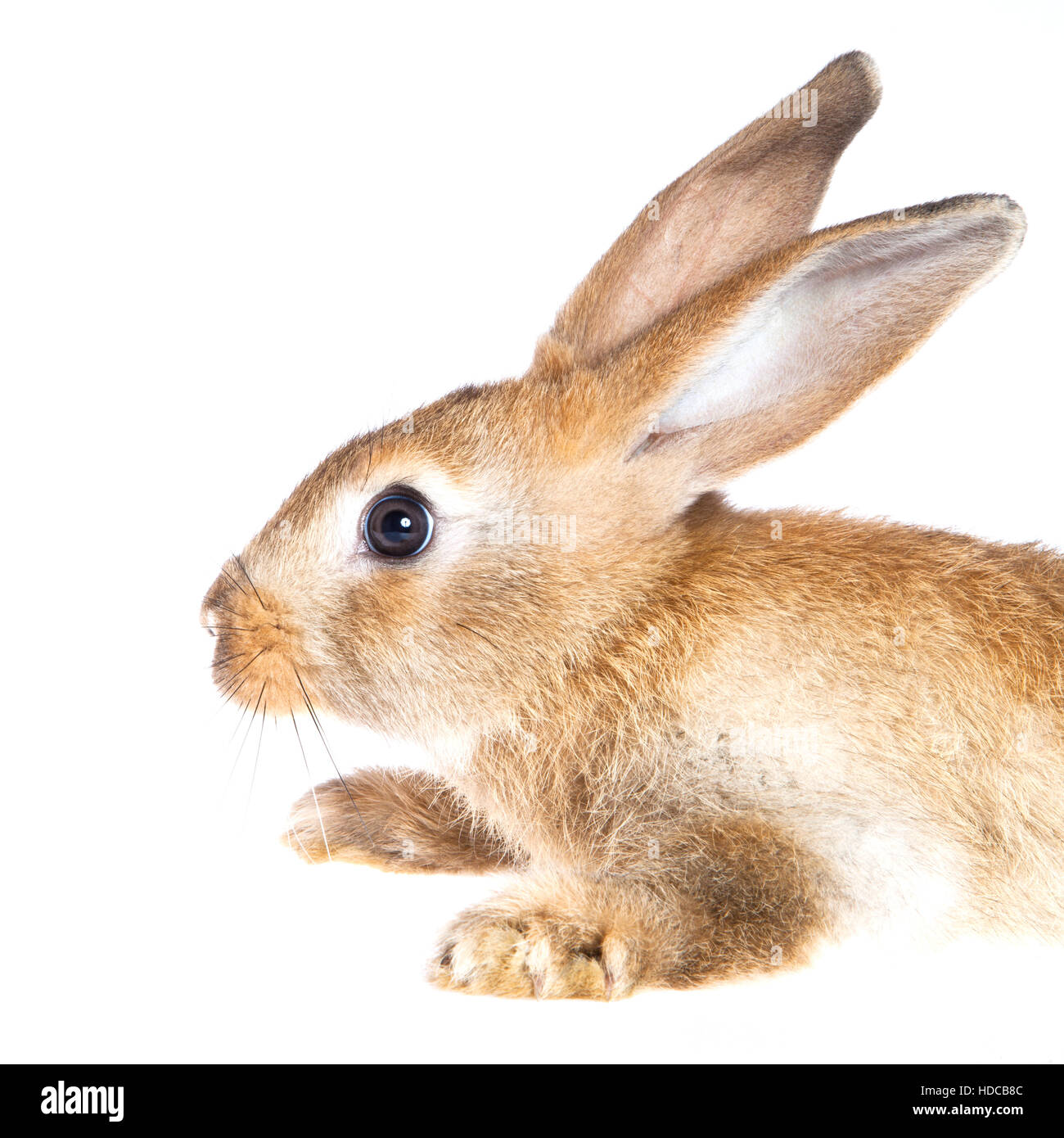 Bunny rabbit on the white background Stock Photo - Alamy