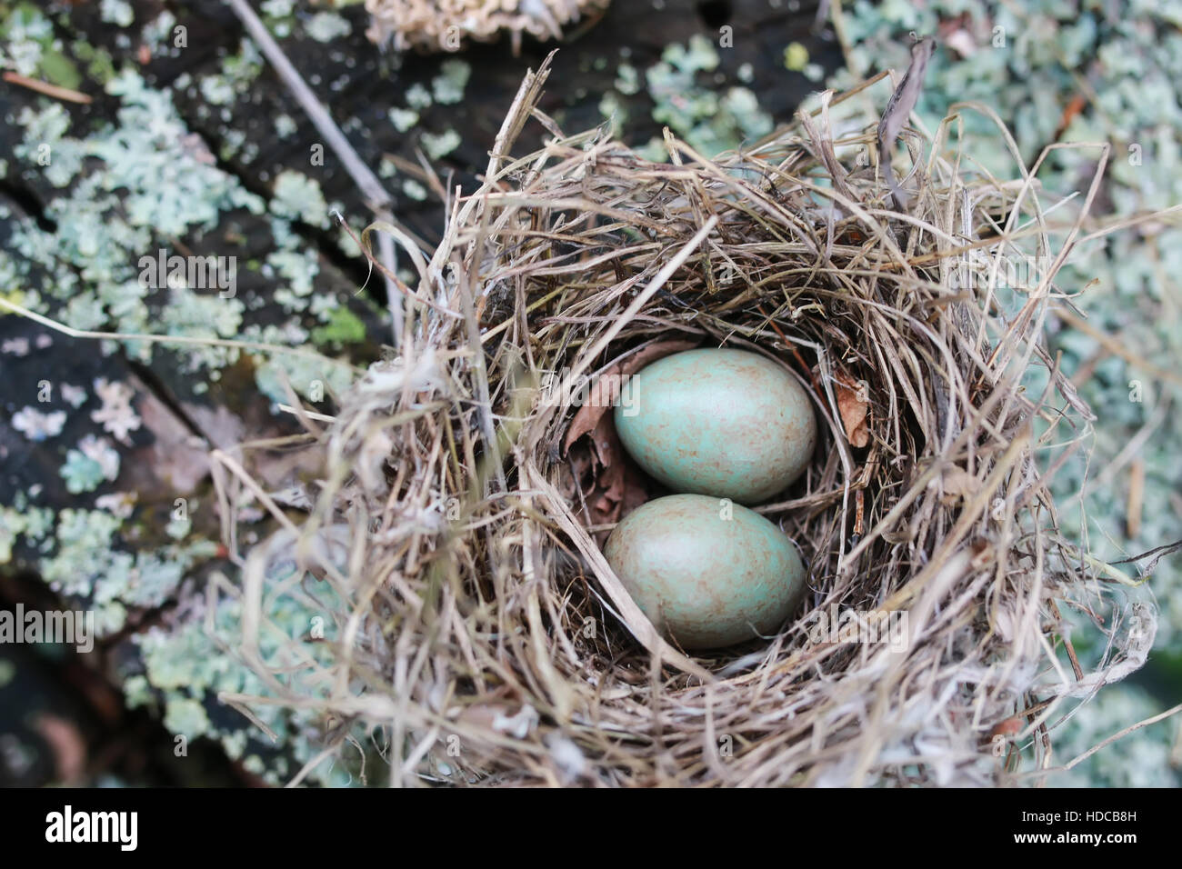 bird nest in nature Stock Photo - Alamy
