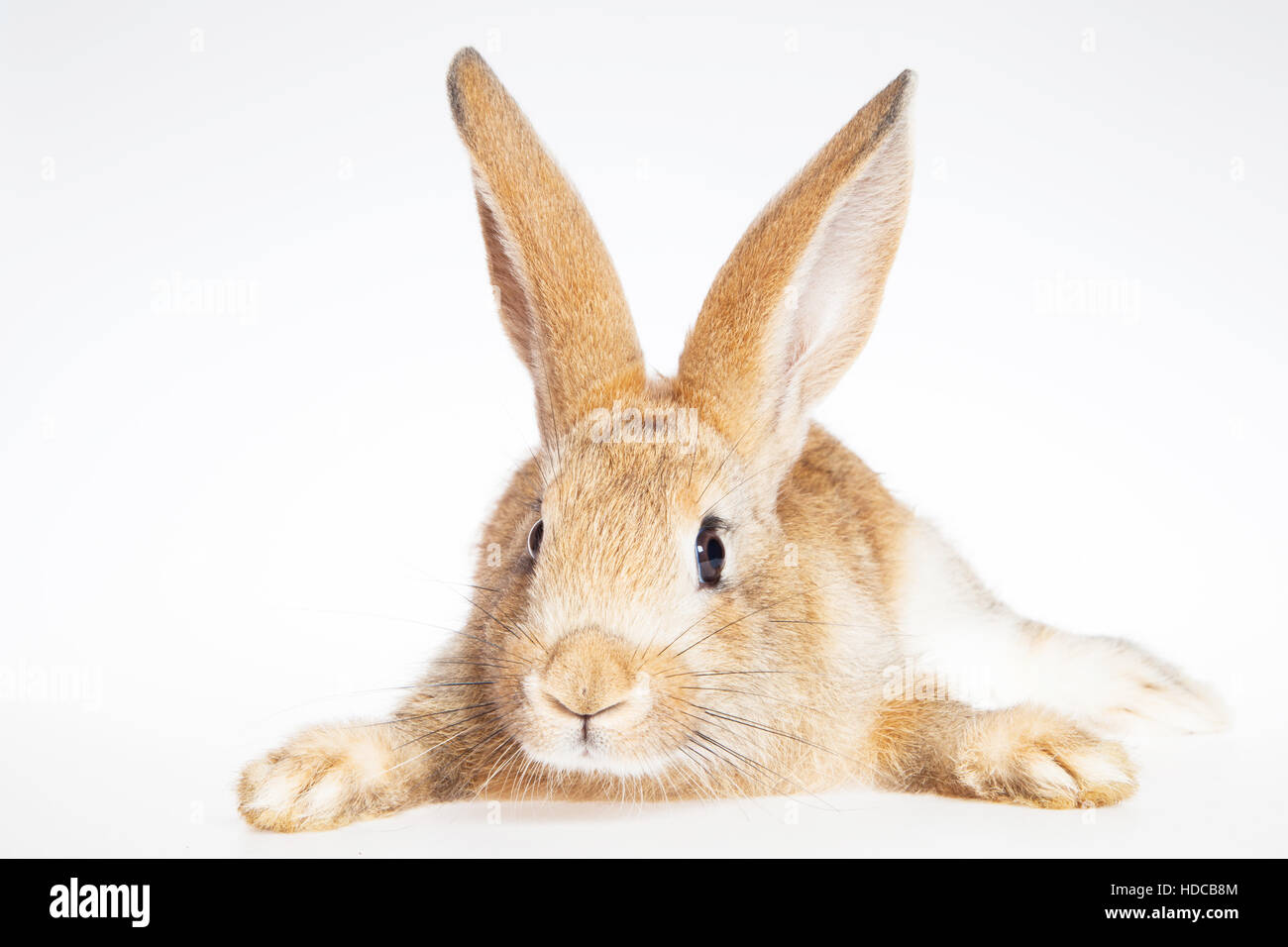 Bunny rabbit on the white background Stock Photo - Alamy
