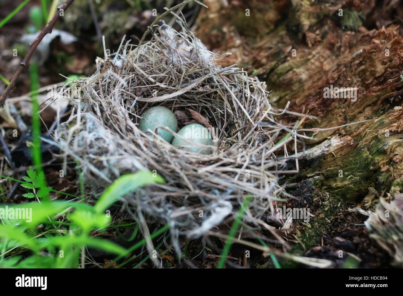 bird nest in nature Stock Photo - Alamy