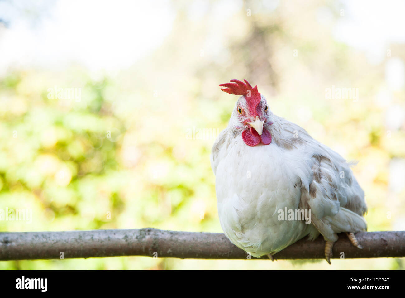 Chicken coop roosting perch hi-res stock photography and images - Alamy