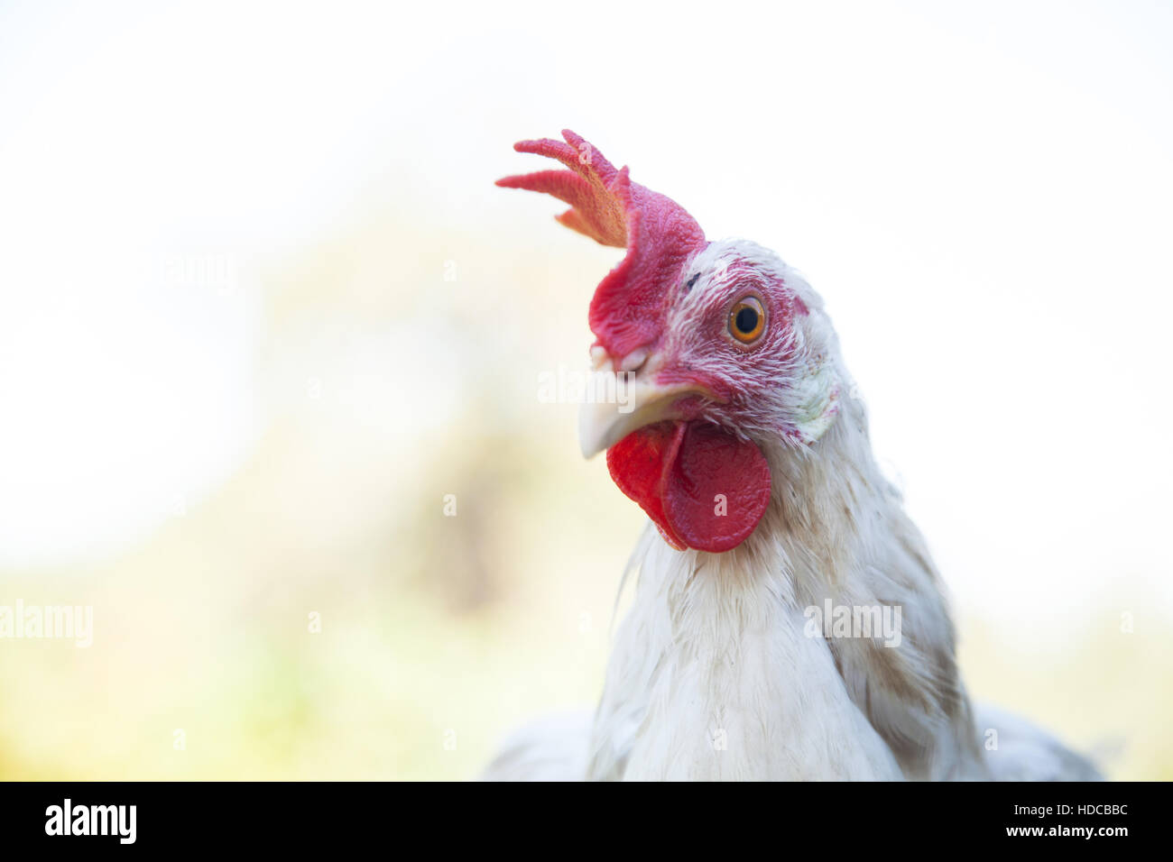 Roosting poultry hi-res stock photography and images - Alamy