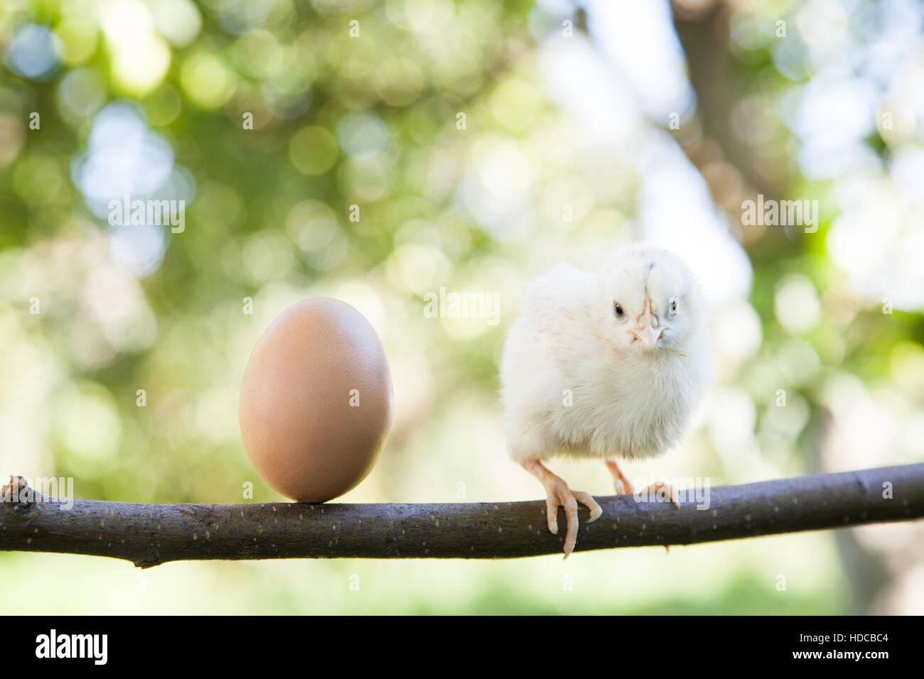 Chick and the egg Stock Photo - Alamy
