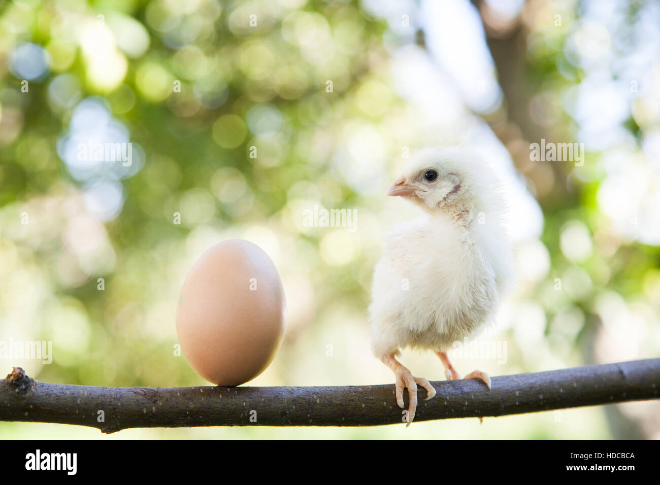 Small brown eggs hi-res stock photography and images - Alamy