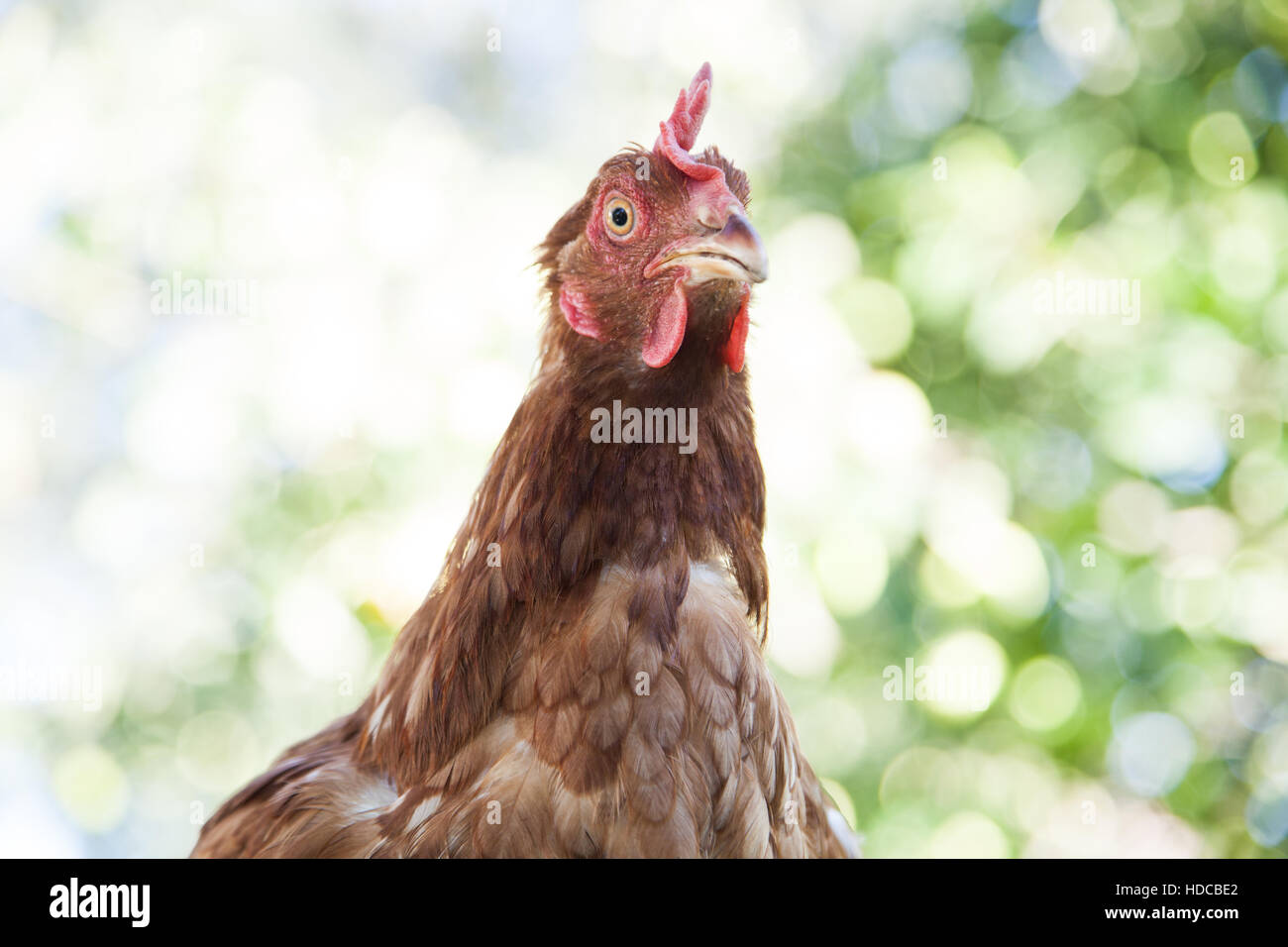 Close up young hen Stock Photo - Alamy