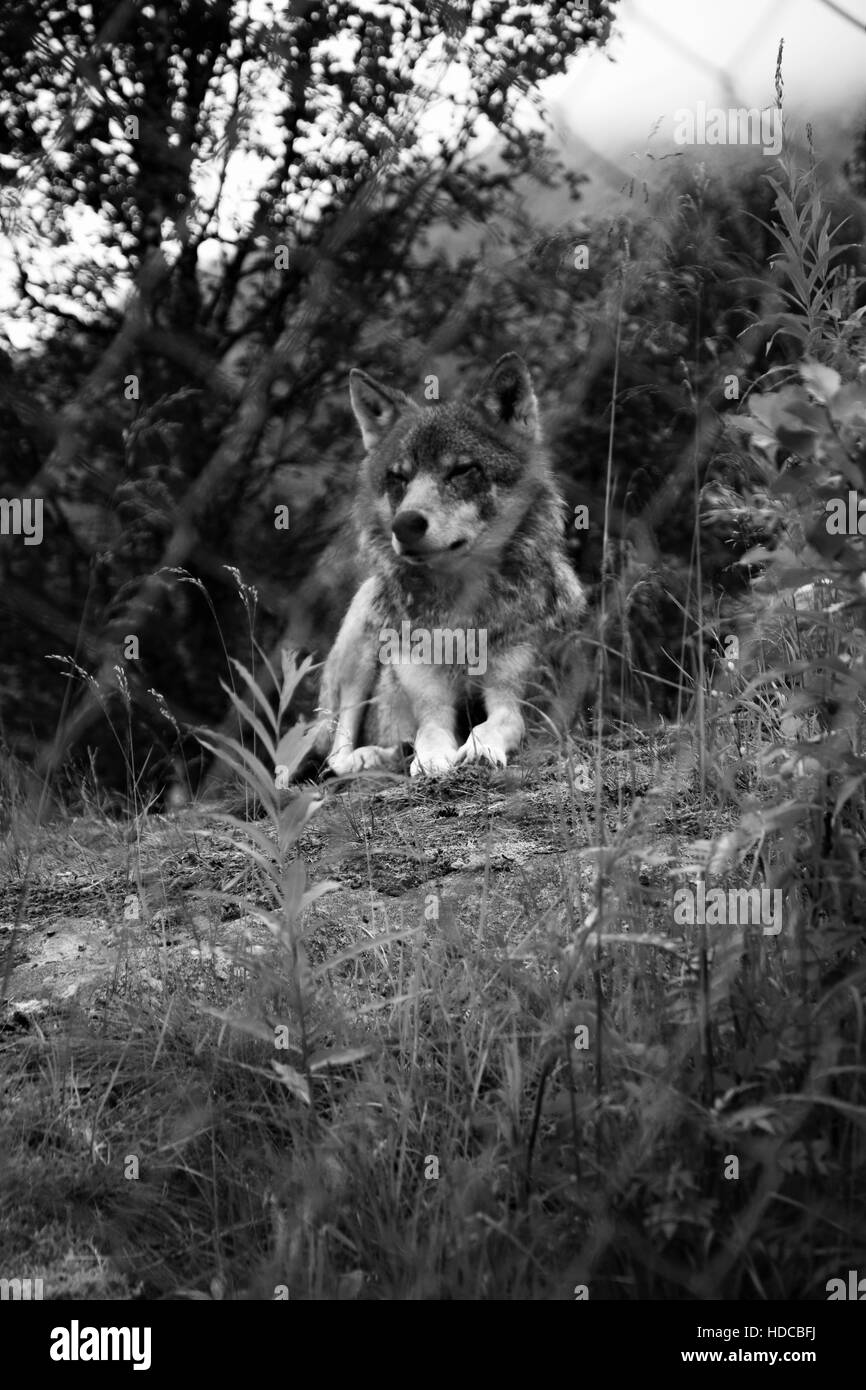 Caged wolf hi-res stock photography and images - Alamy