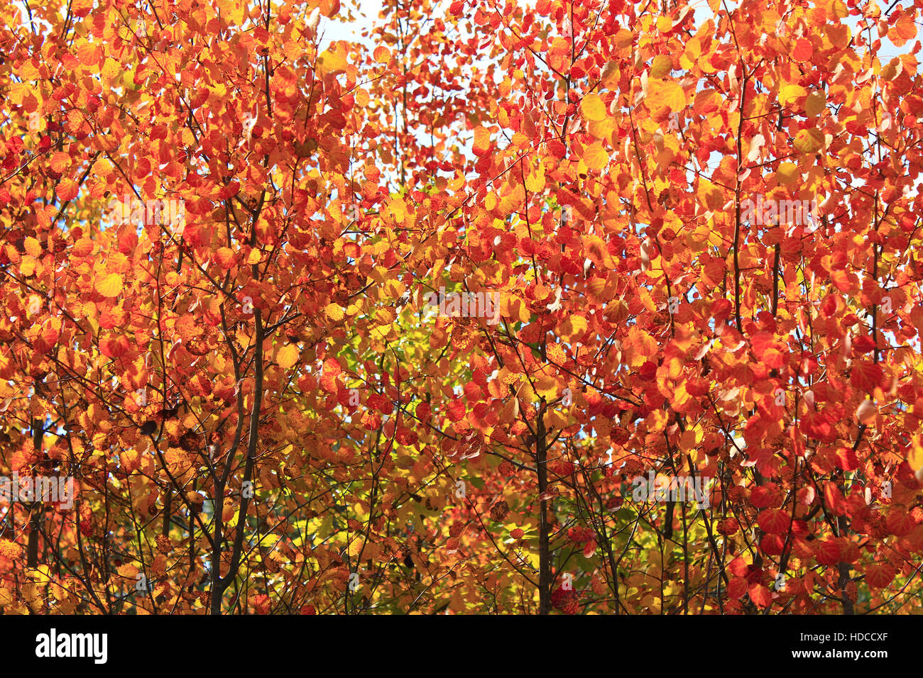 Red aspen leaf hi-res stock photography and images - Alamy