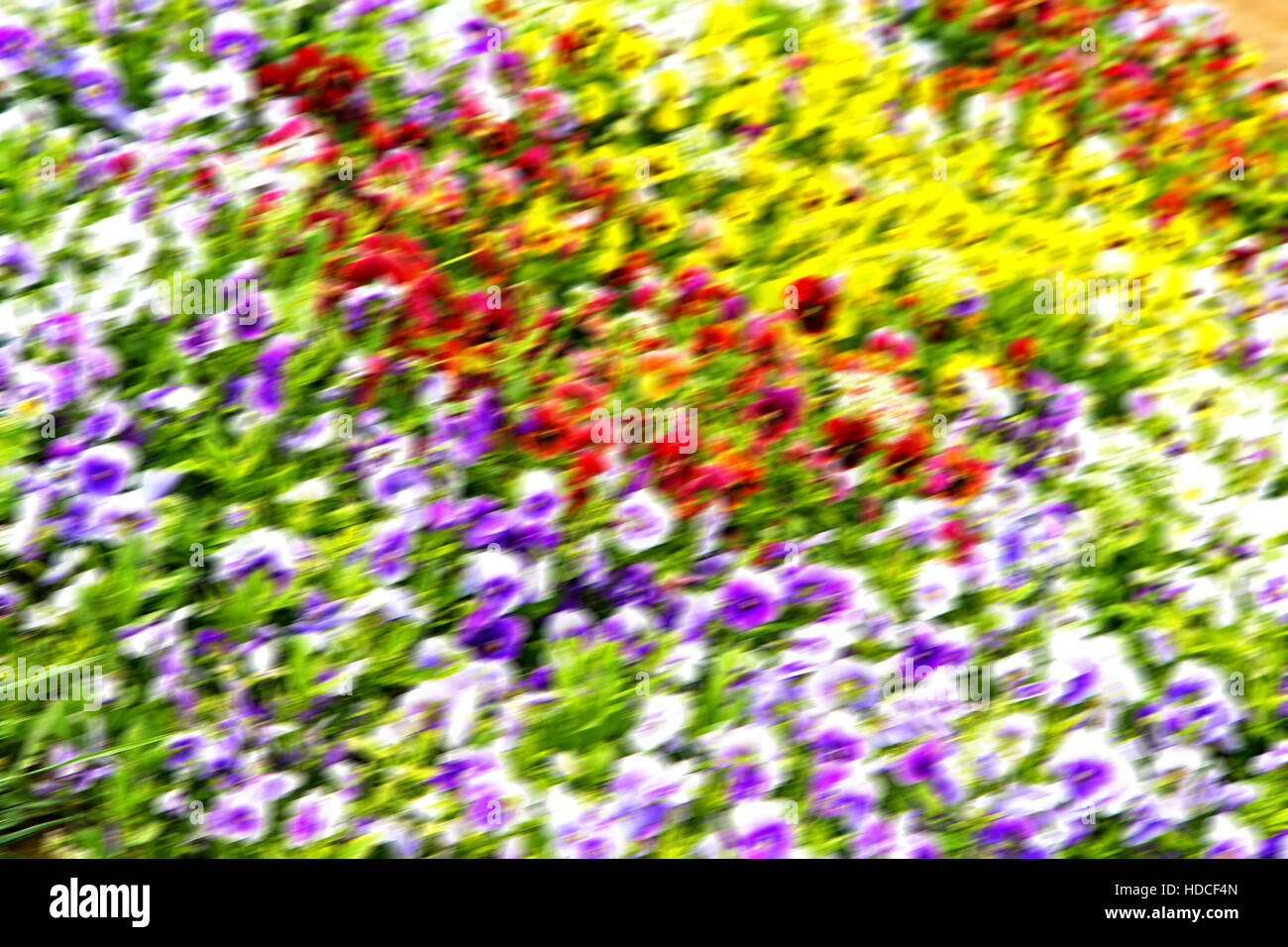 blur in the spring colors flowers and garden Stock Photo - Alamy