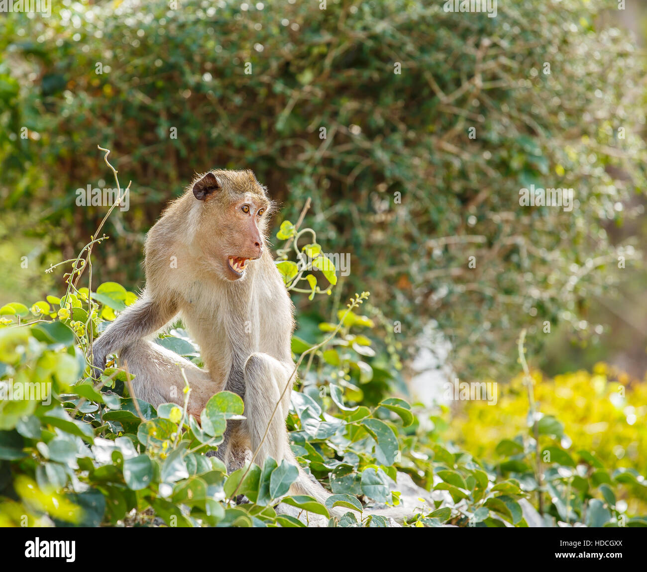 Monkey on tree Stock Photo - Alamy