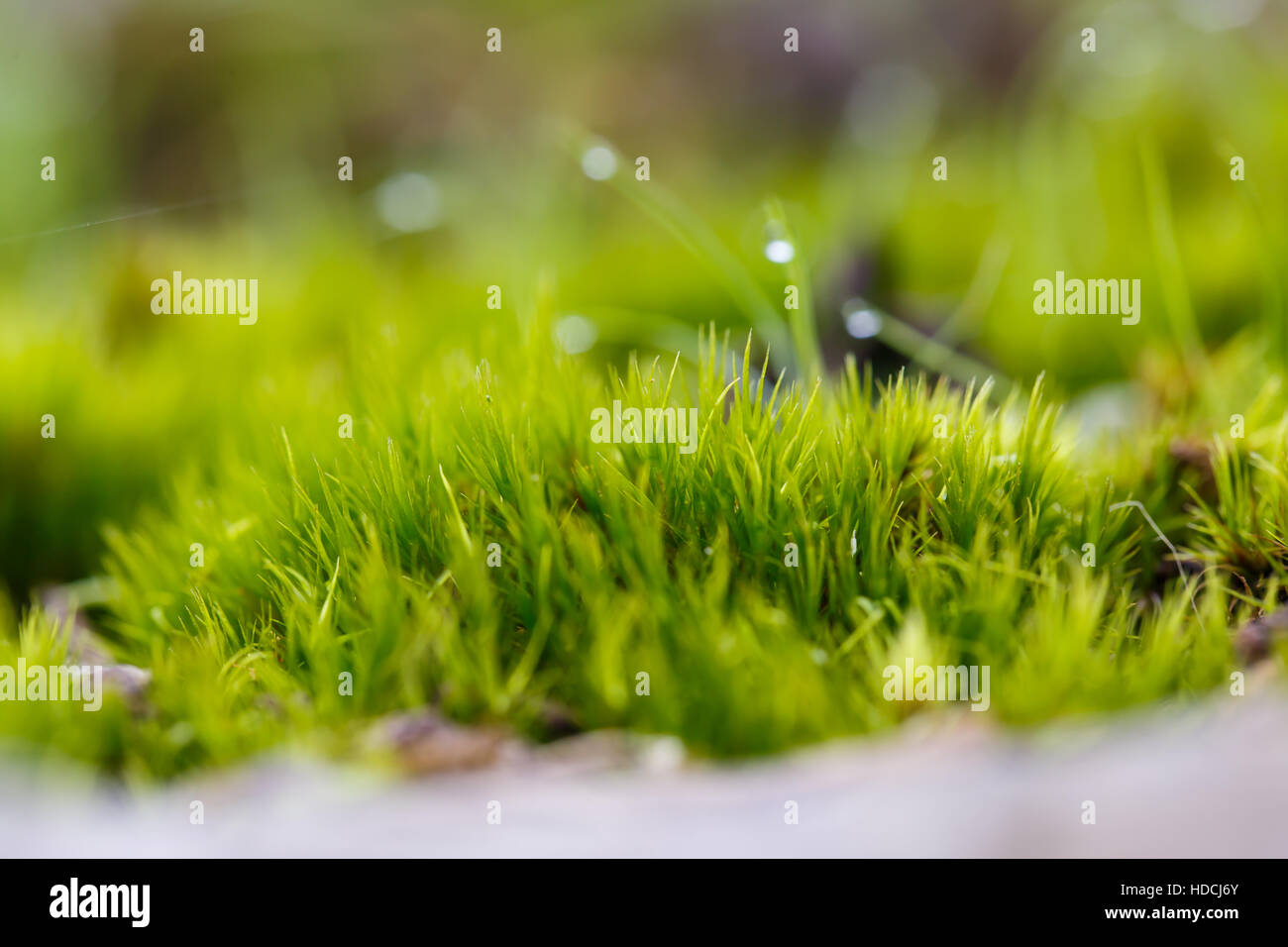 green mos on the tree Stock Photo - Alamy