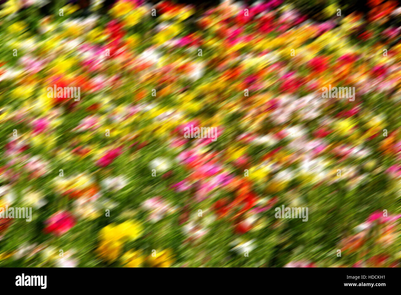 blur in the spring colors flowers and garden Stock Photo - Alamy