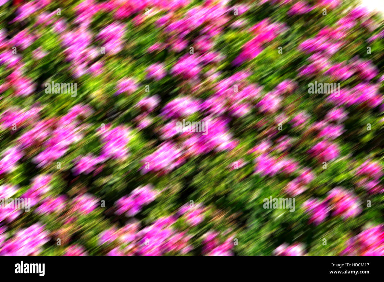 blur in the spring colors flowers and garden Stock Photo - Alamy