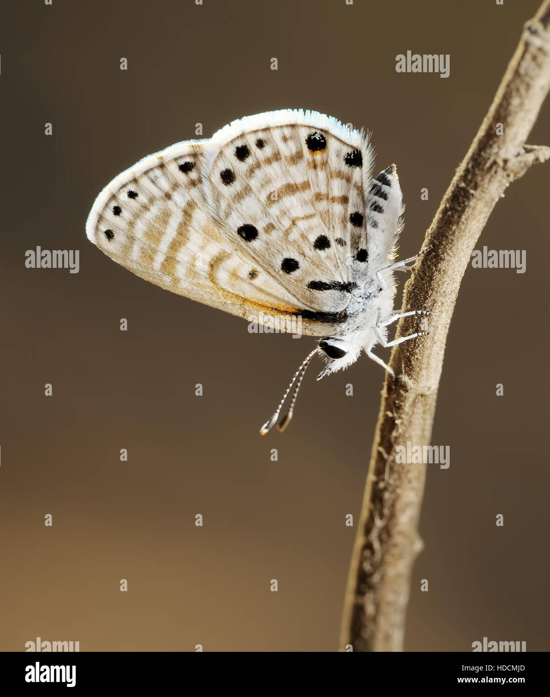 Closeup of the nature of Israel - copper-butterfly on a branch Stock ...