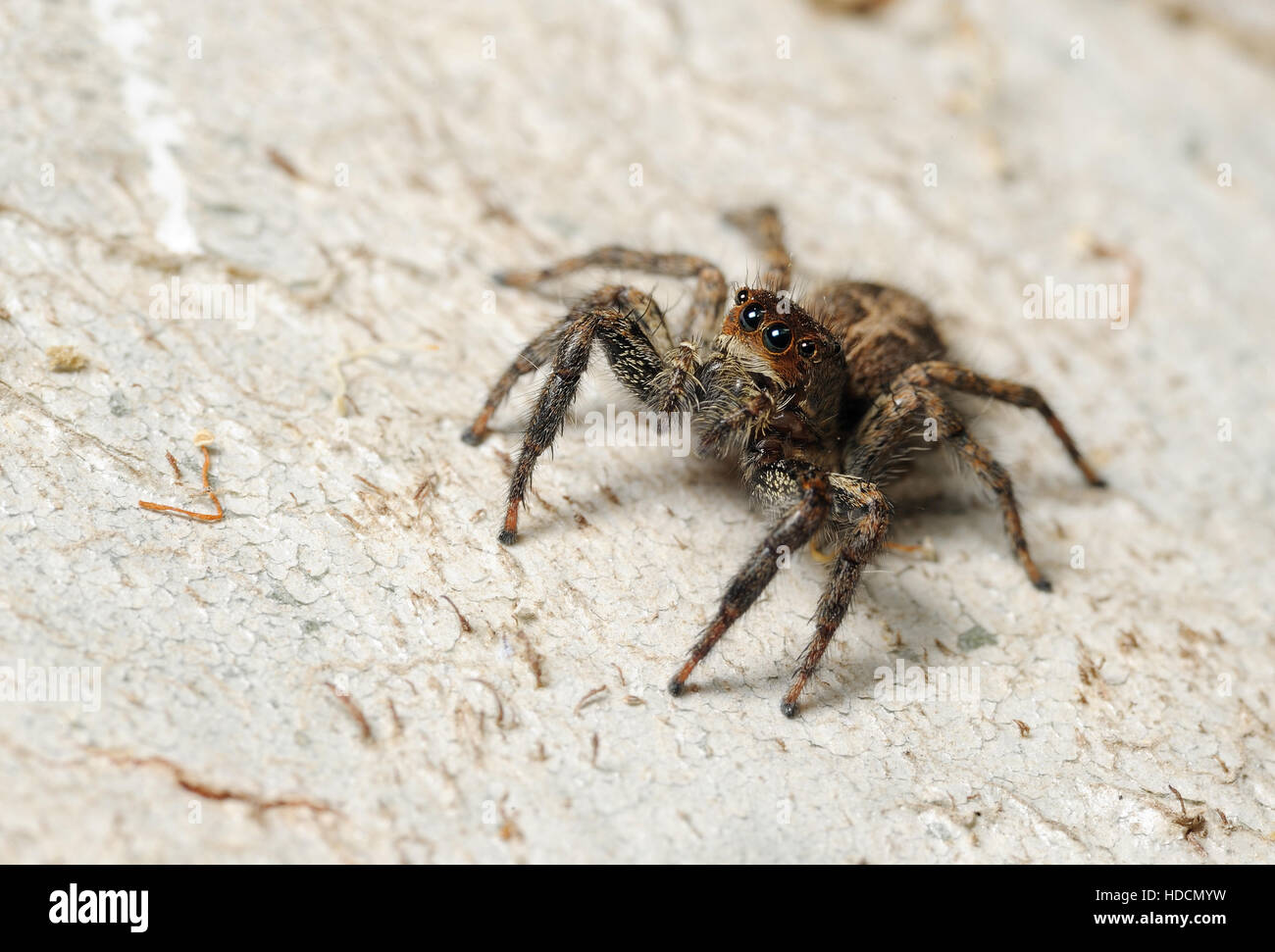 Closeup of the nature of Israel - Salticidae spider on the tree Stock ...
