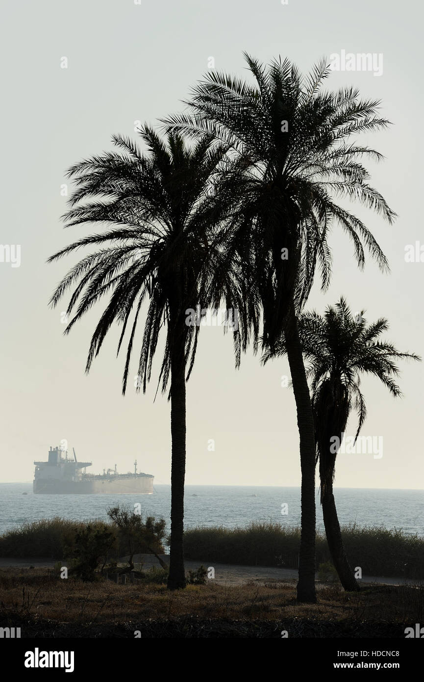Palm trees and the Mediterranean Sea, Park of Ashkelon in Israel Stock ...