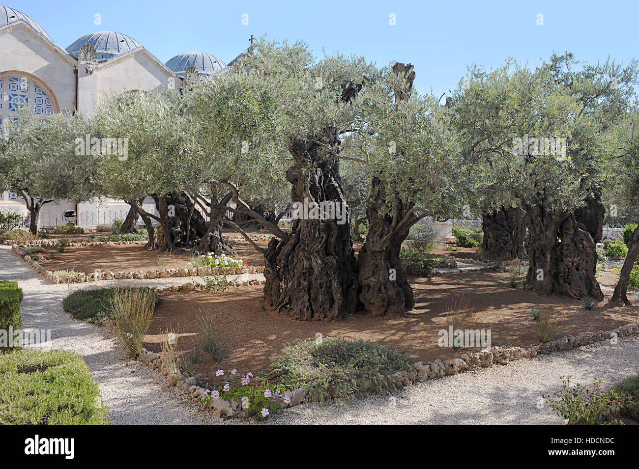 Old olive trees in the Garden of Gethsemane in Jerusalem Stock Photo ...