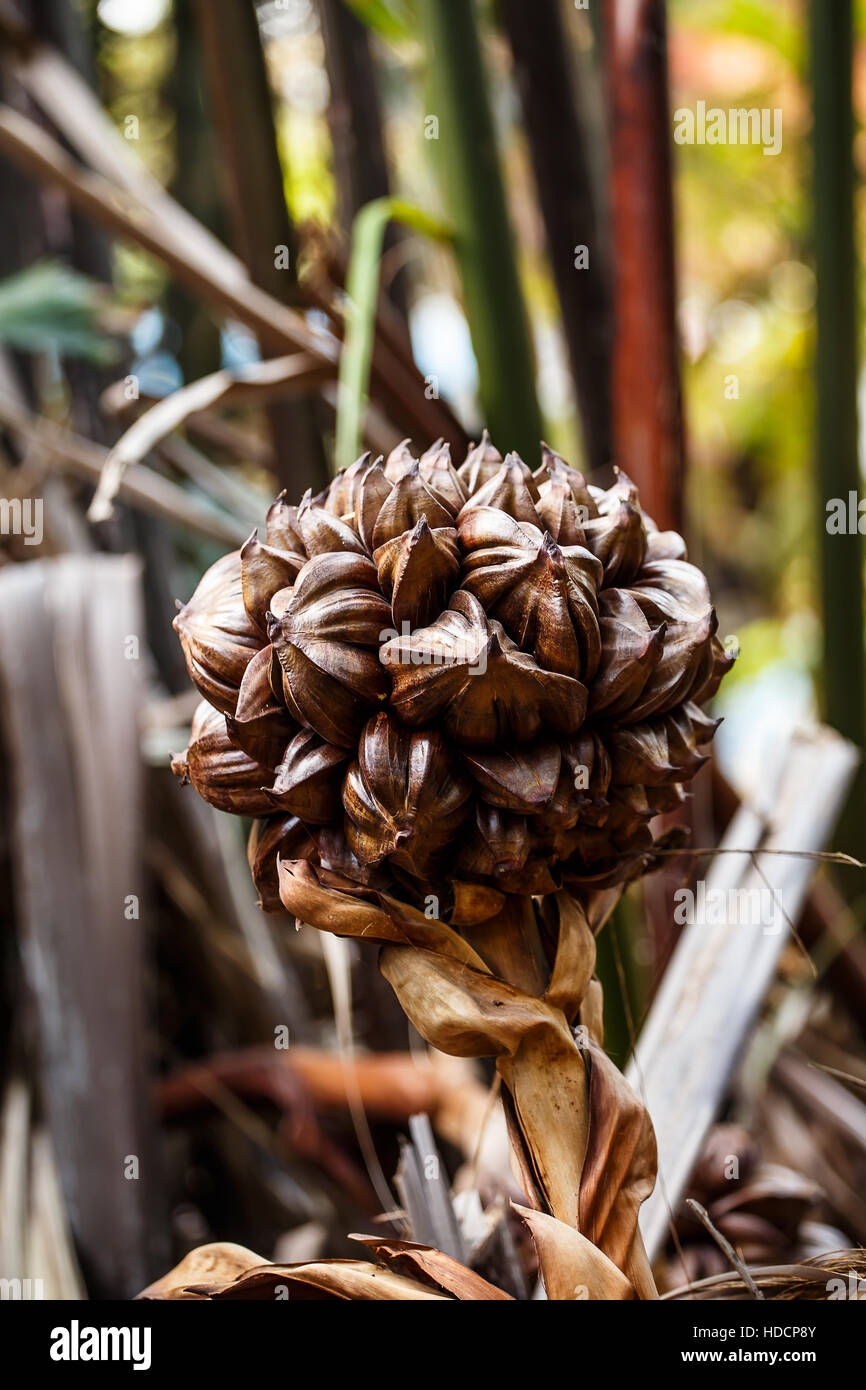 Nypa fruticans Wurmb Stock Photo - Alamy