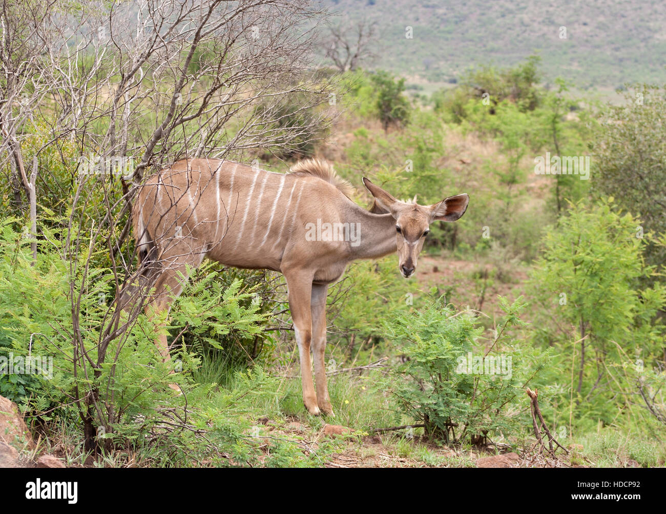 Female greater kudu in the Pilanesberg Game Reserve, South Africa Stock ...