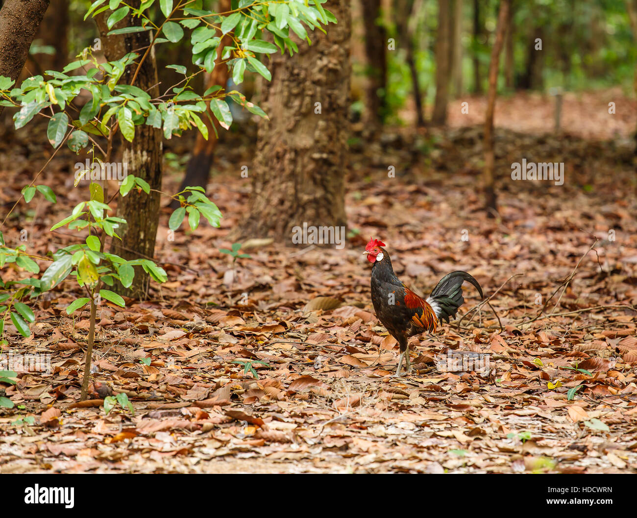Magnificent rooster hi-res stock photography and images - Alamy