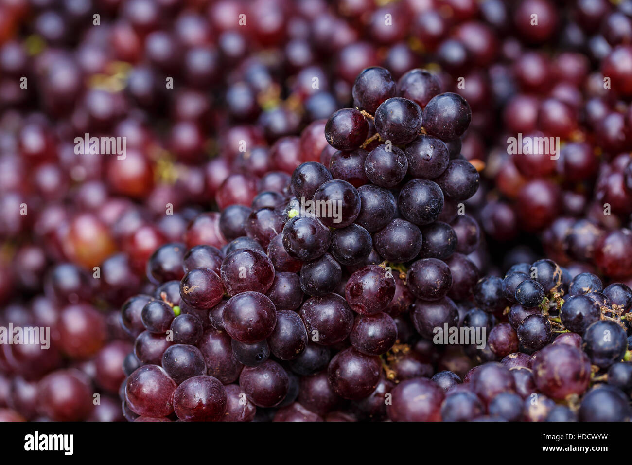 Purple grapes close up Stock Photo - Alamy