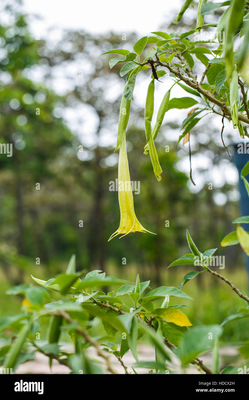 Large pastel yellow trumpet flowers of Datura Stock Photo - Alamy