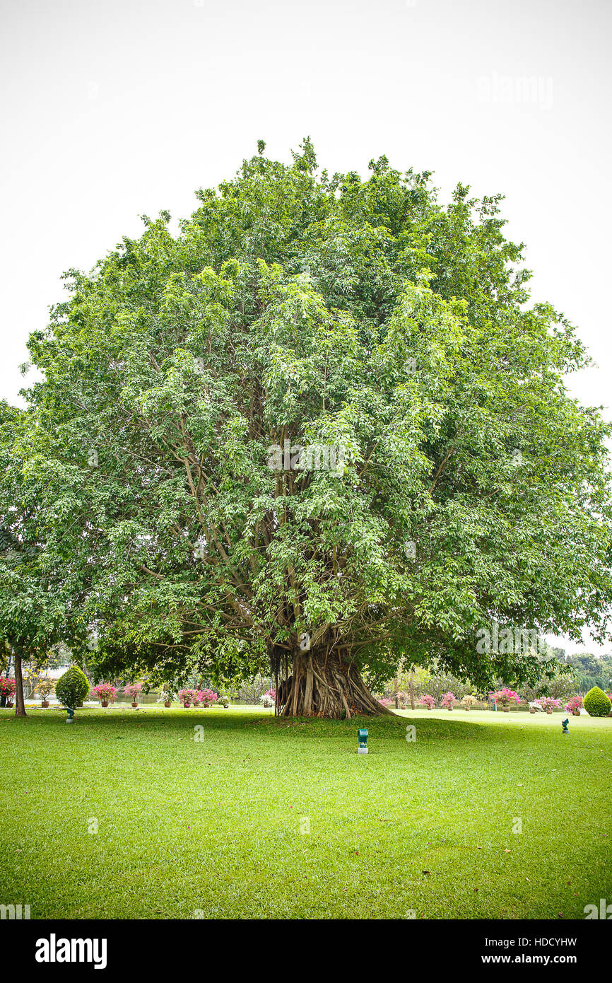 Lawn with blue sky Stock Photo - Alamy