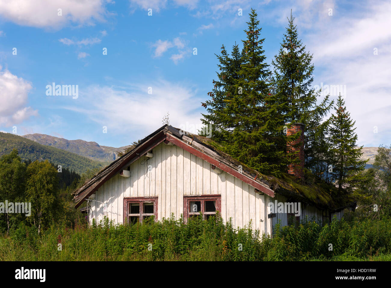 Norway fir tree hi-res stock photography and images - Alamy