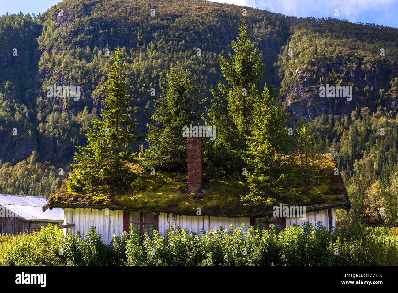 Fir house hi-res stock photography and images - Alamy