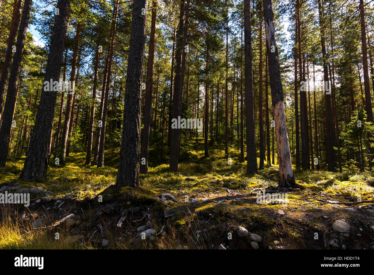 landscape in the forests of Norway Stock Photo - Alamy