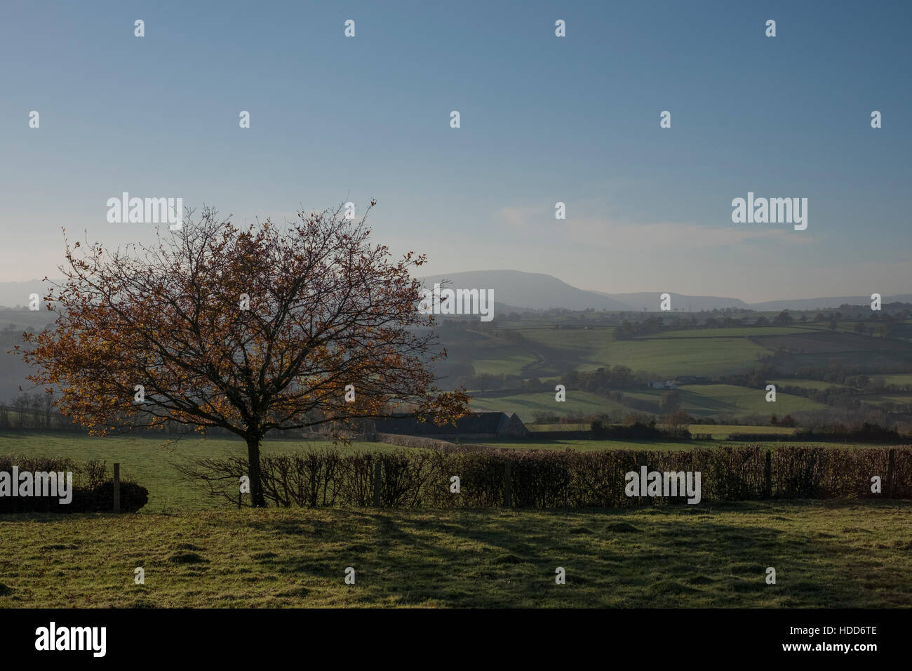 Welsh tree hi-res stock photography and images - Alamy