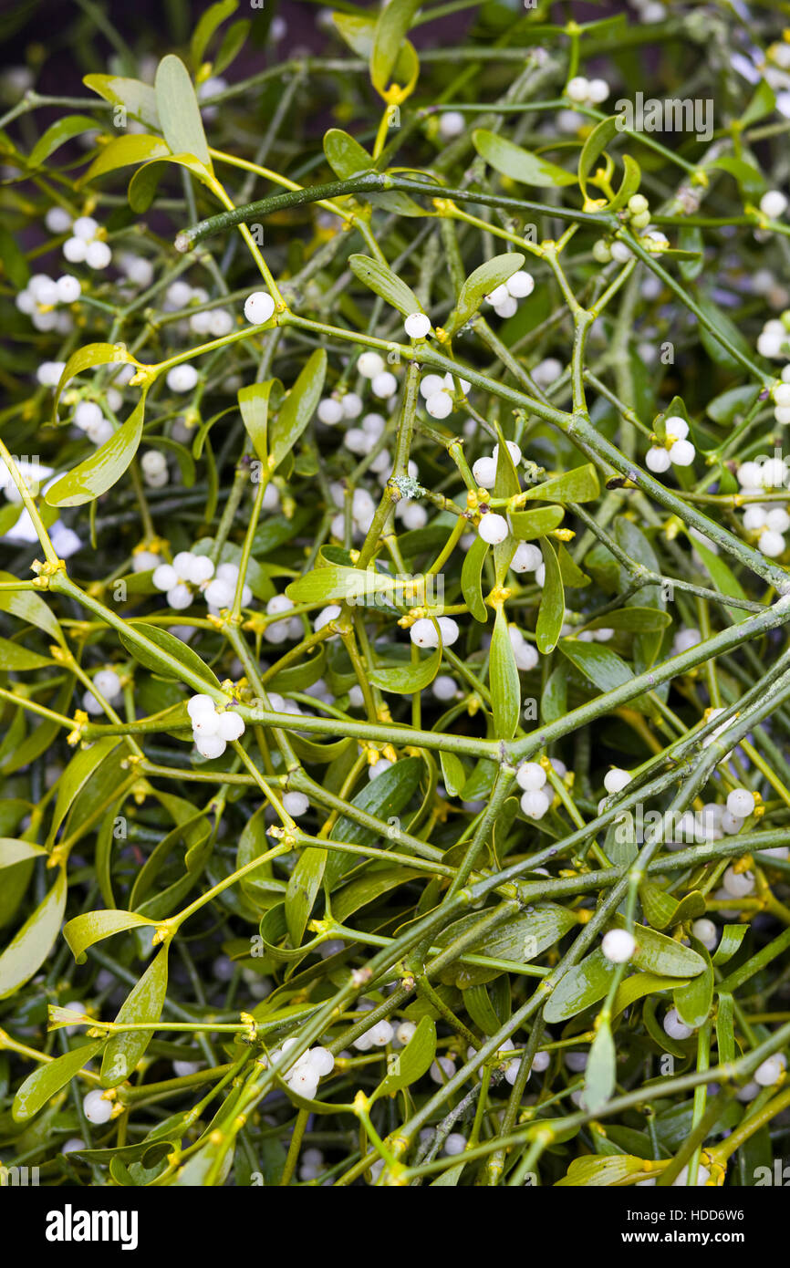 Viscum album herb hi-res stock photography and images - Alamy