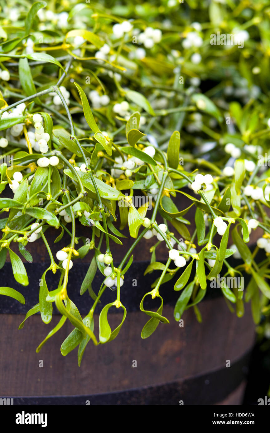 Viscum album, Mistletoe Stock Photo - Alamy