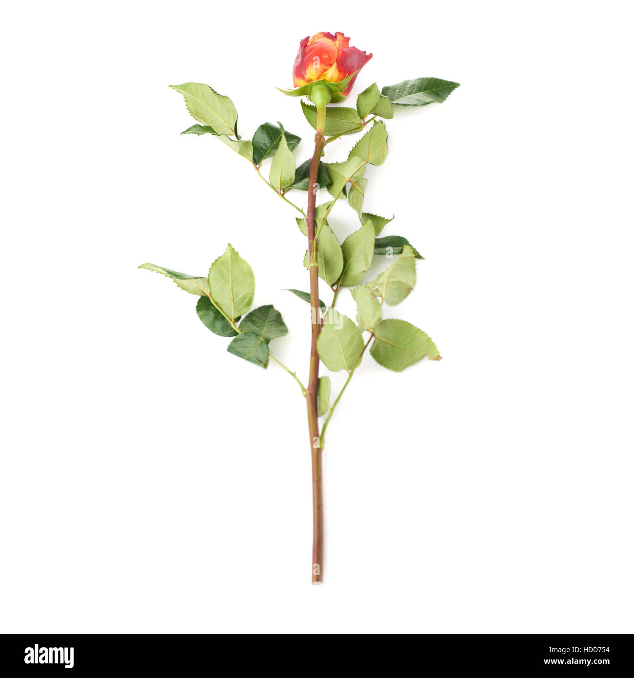 Single red orange rose isolated lying over the white surface Stock ...