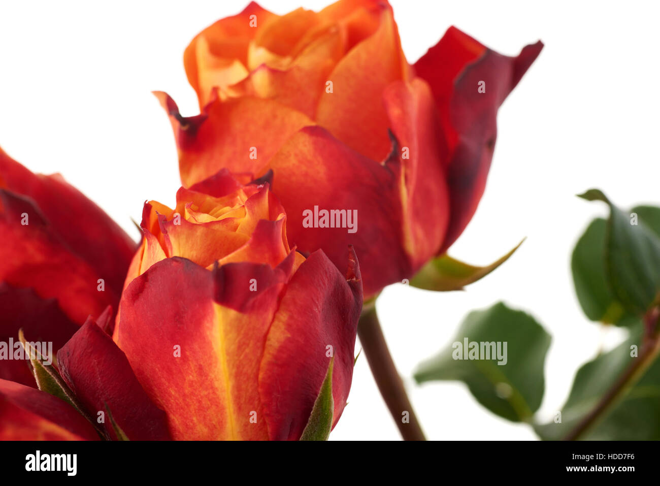 Fresh red orange roses over the white isolated background Stock Photo ...