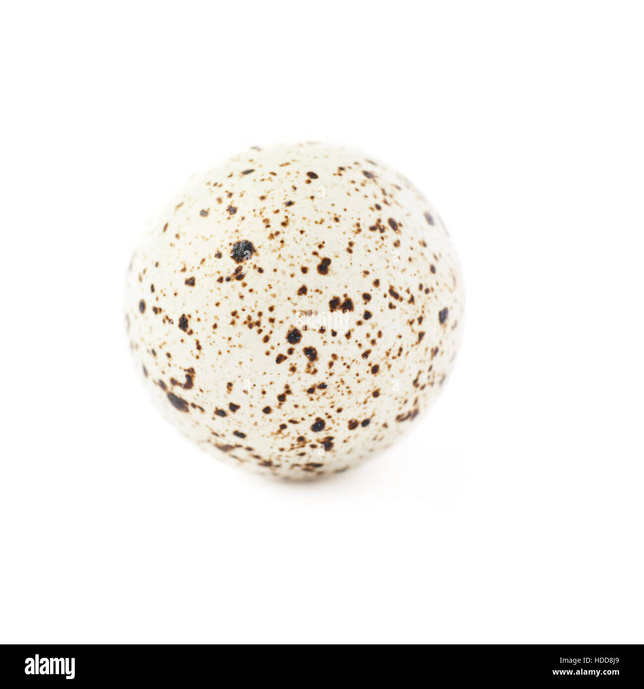 Single quail egg isolated over white background Stock Photo - Alamy