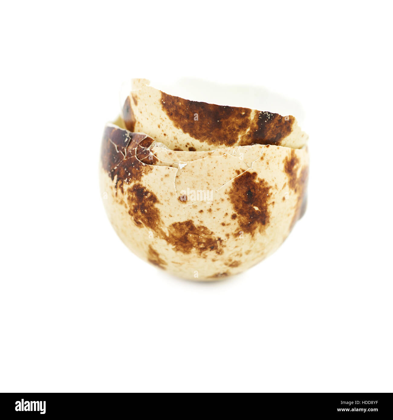 Quail egg shell cracked and broken in halves isolated over white ...