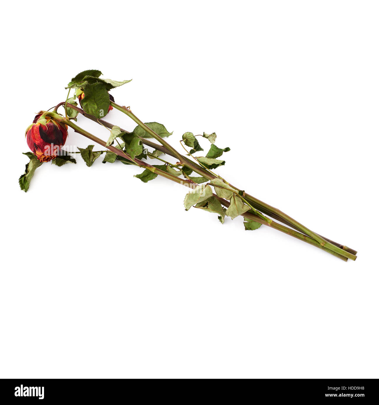 Three dried red roses over the white isolated background Stock Photo ...