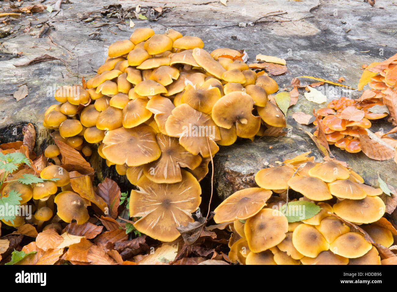 Honey Fungus or Boot-lace Fungus, Armillaria mellea. Growing on old cut ...