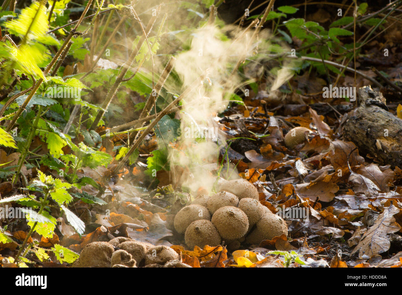 Puff Ball Fungi High Resolution Stock Photography and Images - Alamy
