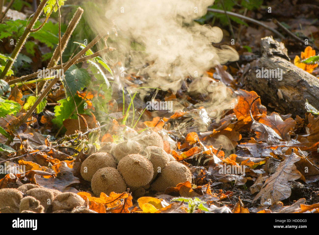Puff Ball Fungi High Resolution Stock Photography and Images - Alamy