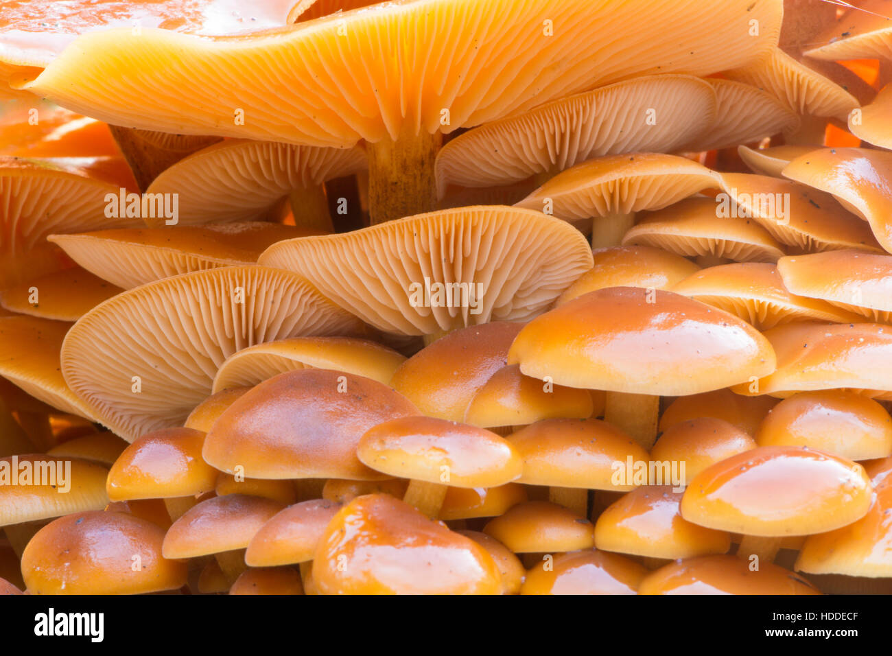 Velvet shank flammulina velutipes hi-res stock photography and images ...