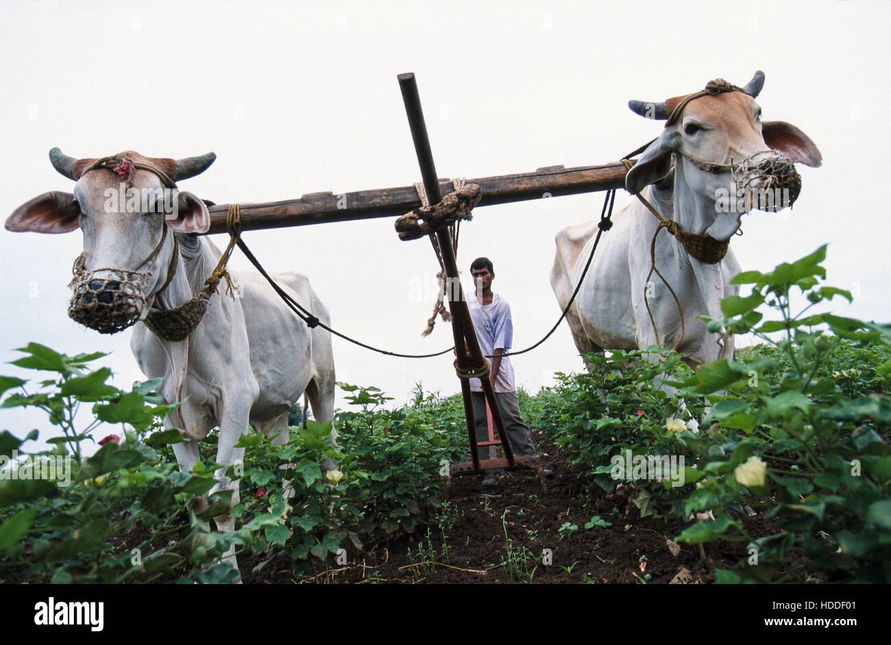 Narmada valley High Resolution Stock Photography and Images - Alamy
