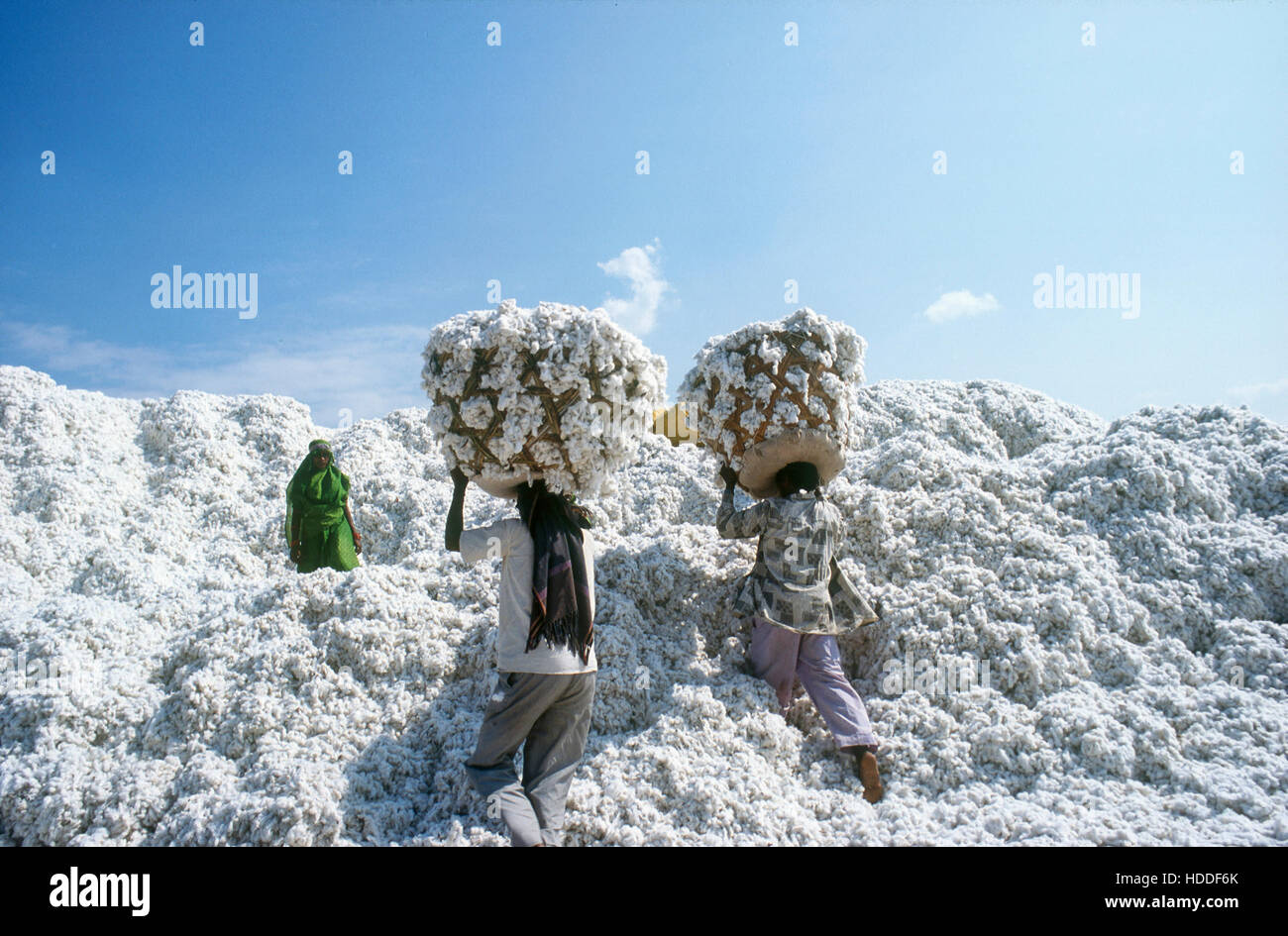 Cotton ginning hi-res stock photography and images - Alamy