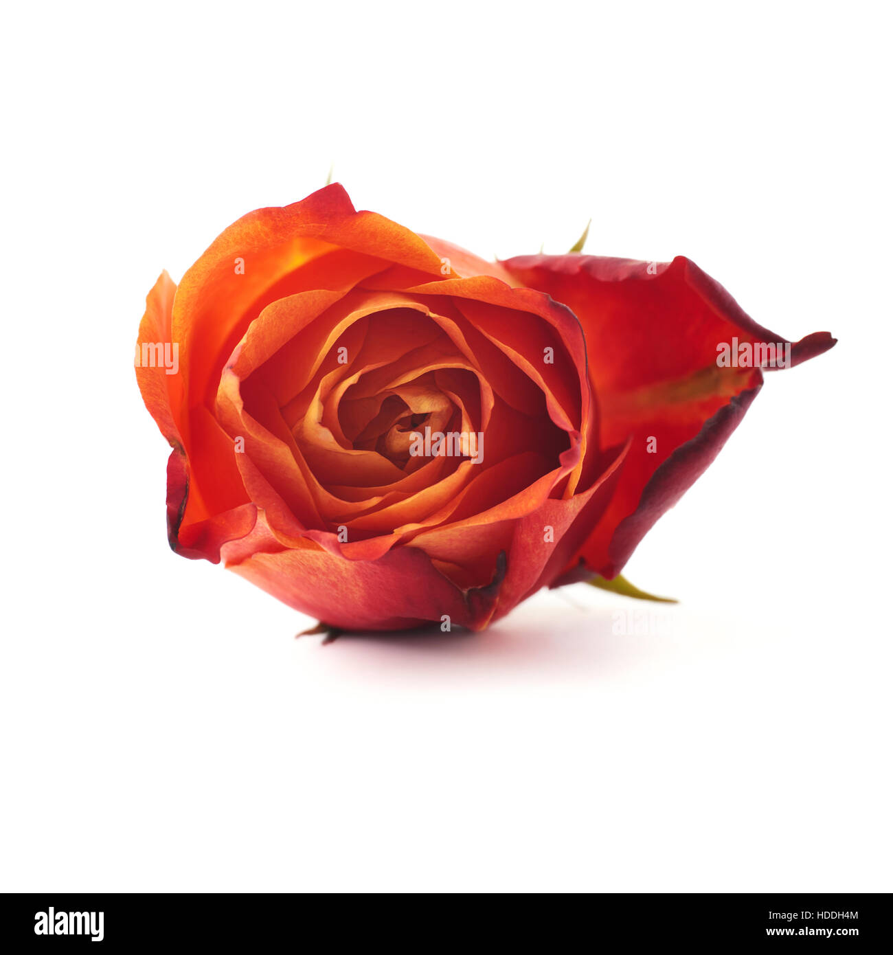 Single red orange rose isolated lying over the white surface Stock ...
