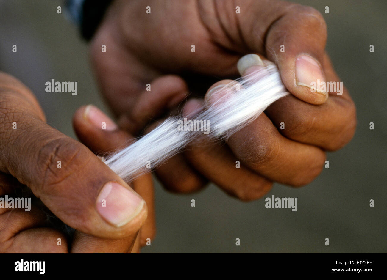 INDIA, Madhya Pradesh, Kasrawad, cotton ginning factory, quality check ...