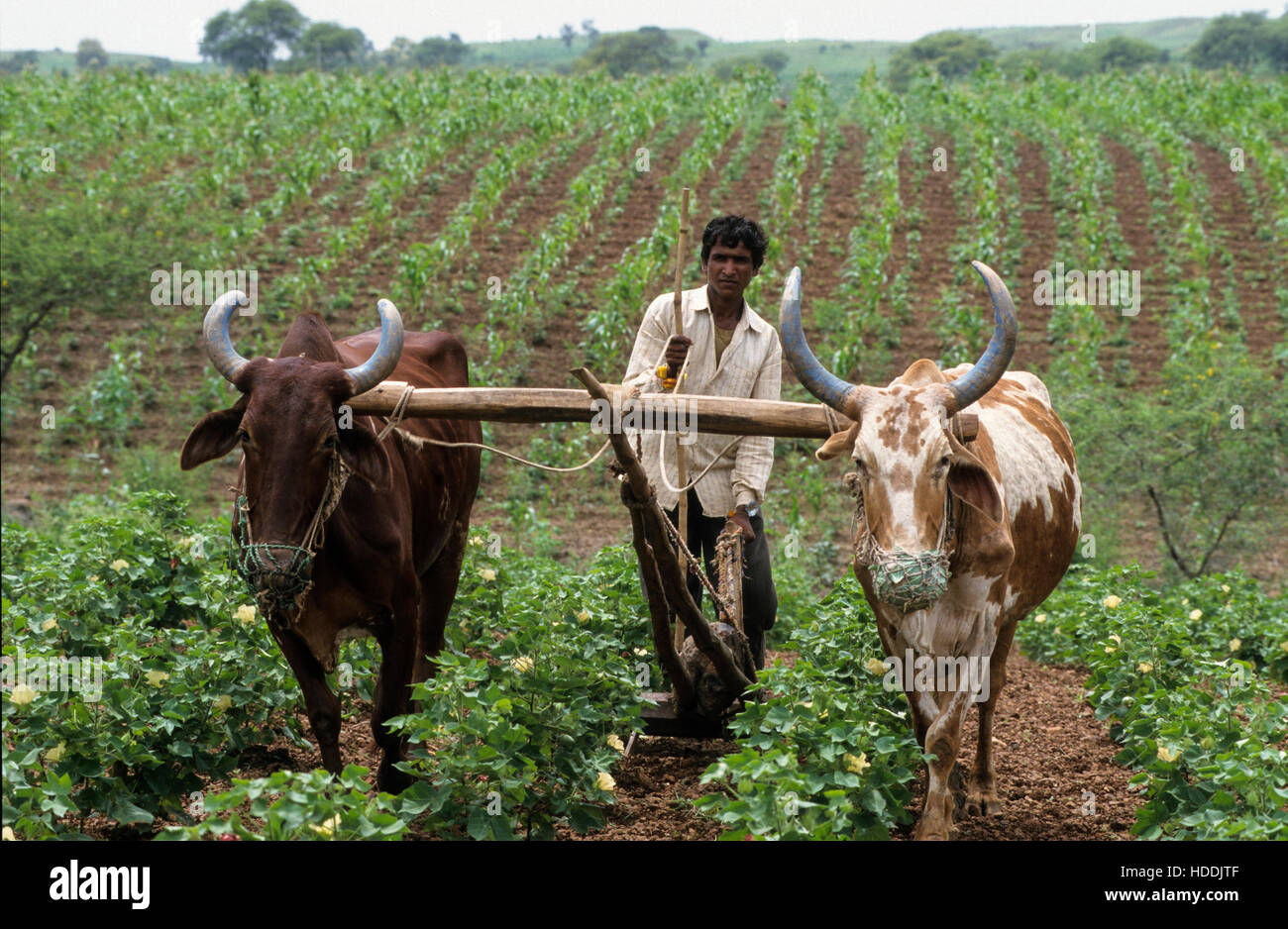 INDIA, Madhya Pradesh, Narmada river valley, Kasrawad, organic cotton ...